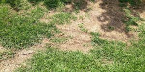 Lawn Grubs! Is Your Lawn Under Attack?