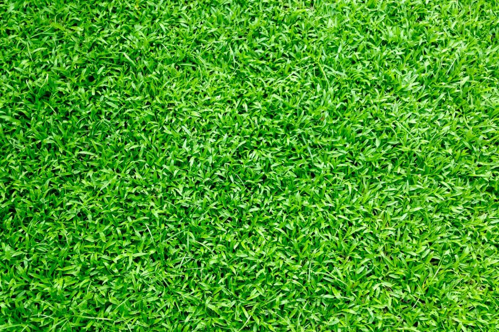 The Benefits of Laying Turf in Winter! | Cobbitty Lawn Turf