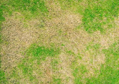How To Fix Dry Patches In Your Lawn | Cobbitty Lawn Turf
