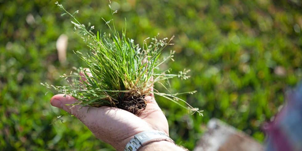 Winter Lawn Care Guide for a Healthy Lawn | Cobbitty Lawn Turf