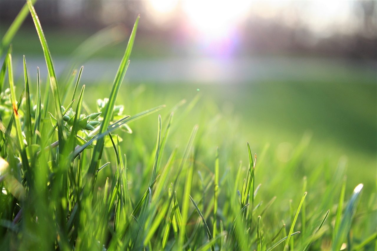 TifTuf Bermuda Grass: Characteristics, Care, and Maintenance
